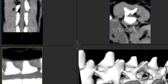 Home - Fachtierarztzentrum Dr. Tack GmbH