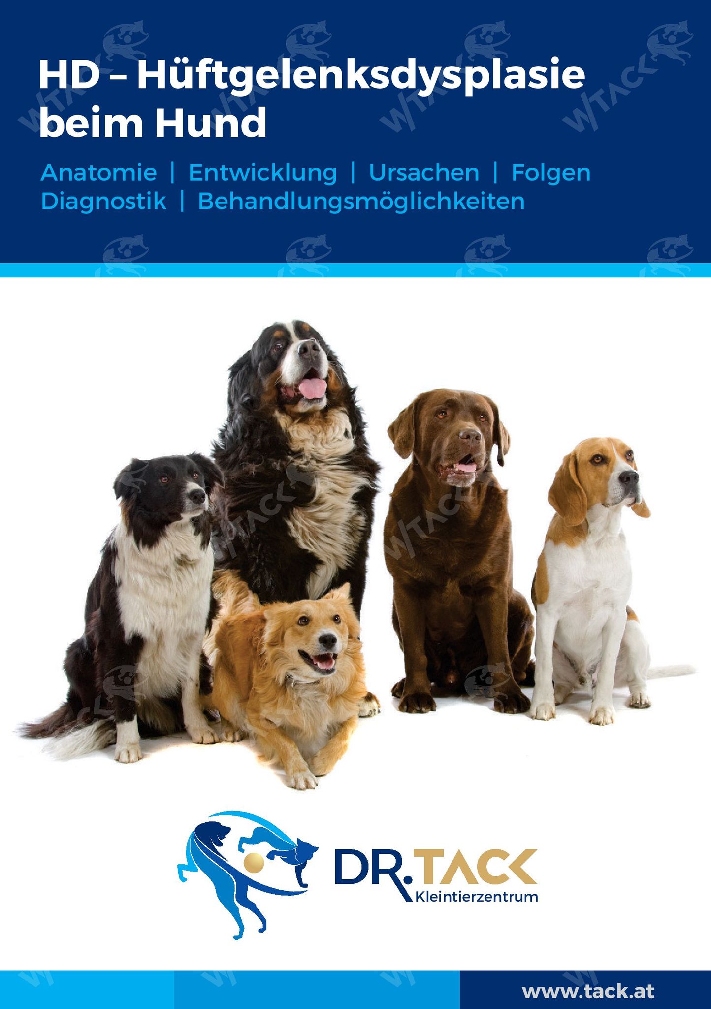 Hüftgelenksdysplasie - Fachtierarztzentrum Dr. Tack GmbH